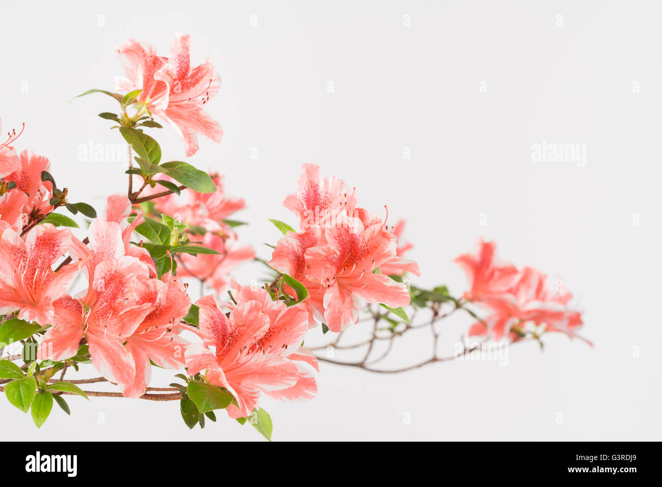 Bi color azalea blooms hi-res stock photography and images - Alamy