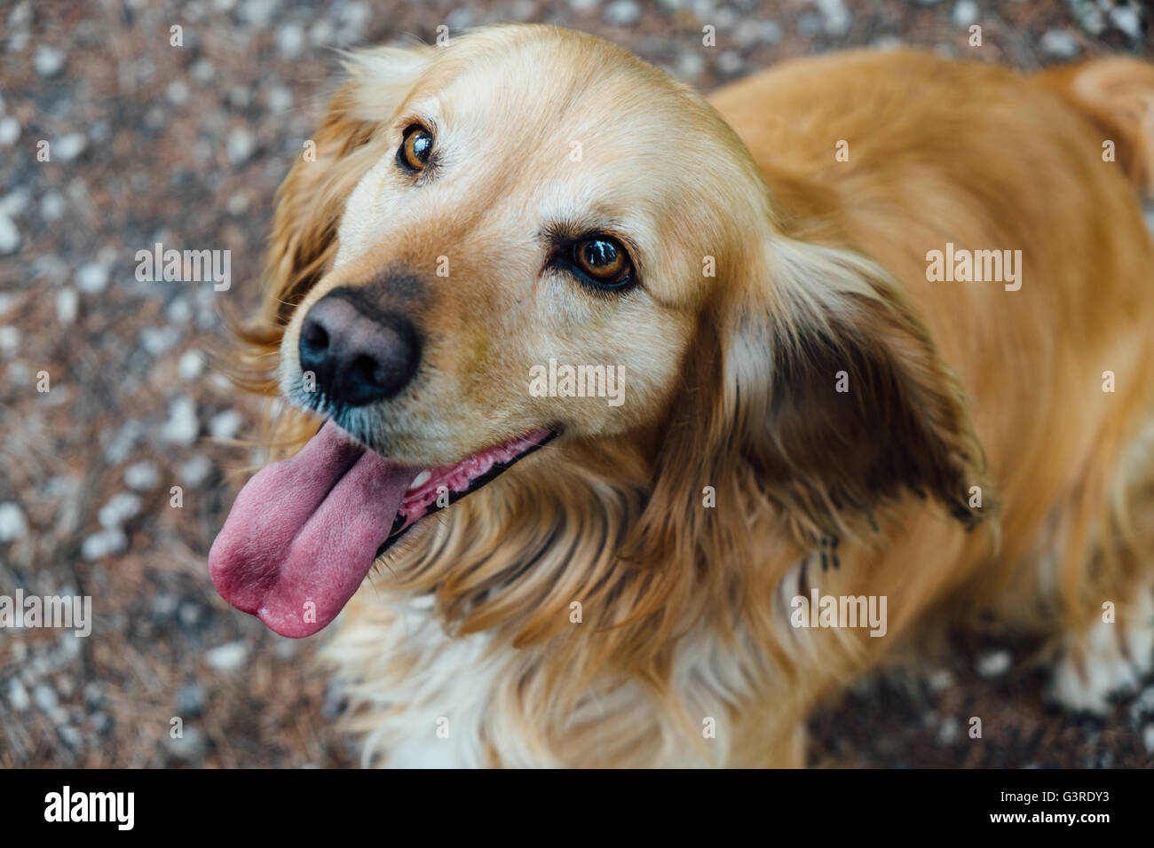 Pedigree cocker spaniel hi-res stock photography and images - Alamy