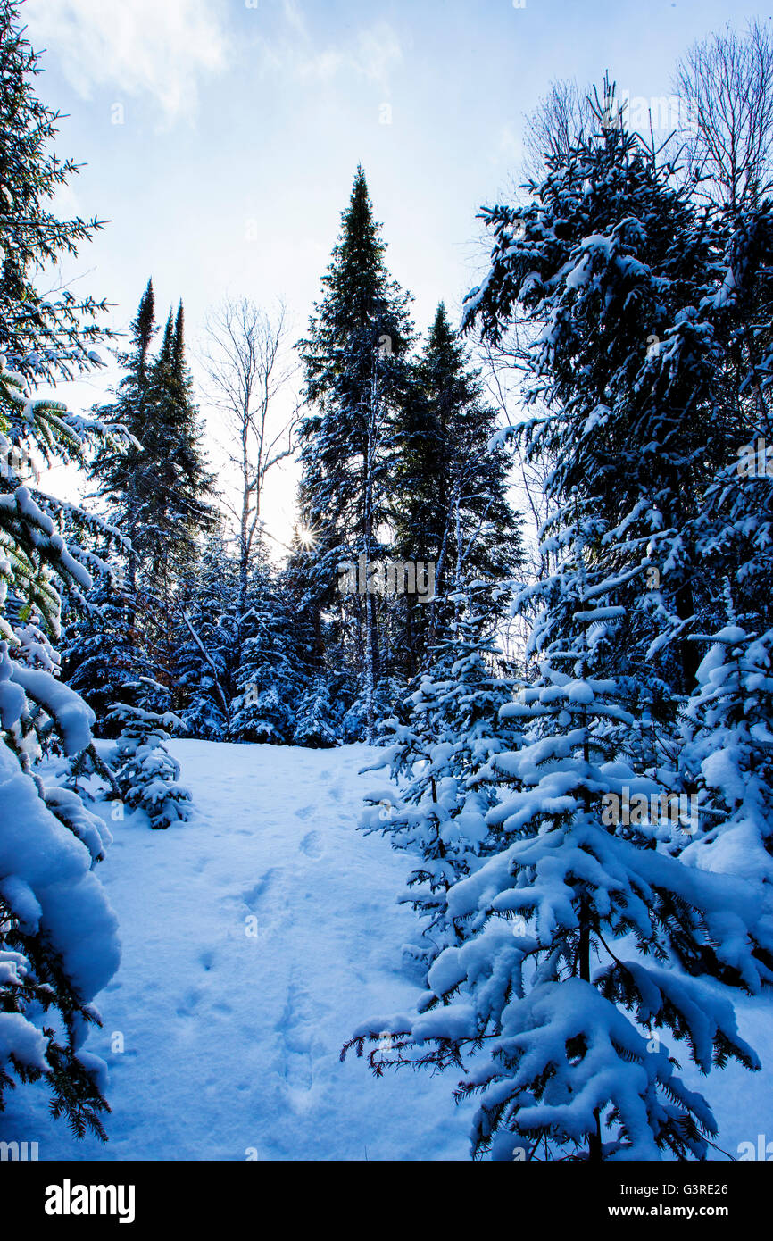 Canadian winter landscape with Fir (Abies) forest in Mont-Tremblant ...