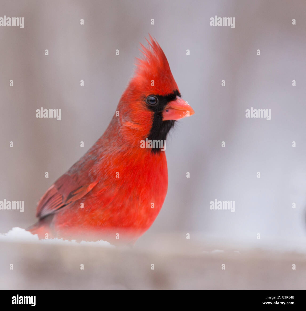 Cardinal bird male female hi-res stock photography and images - Alamy