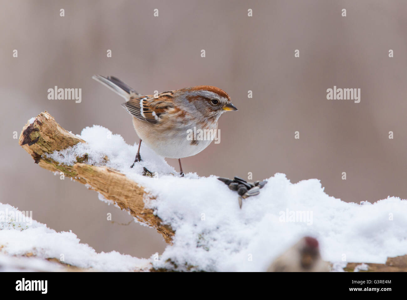 Sparrow in pine tree hi-res stock photography and images - Alamy