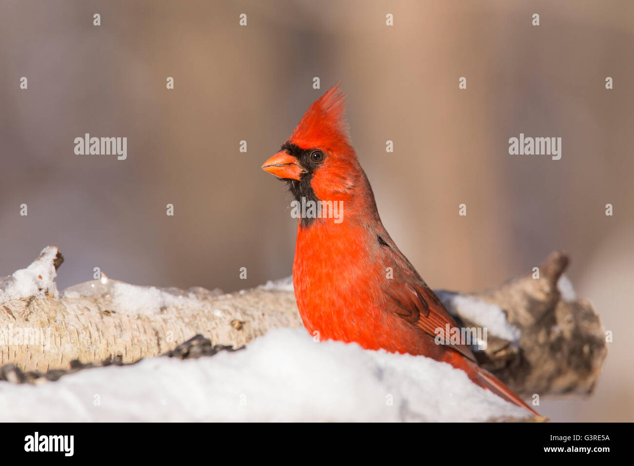 Masked Cardinal High Resolution Stock Photography and Images - Alamy