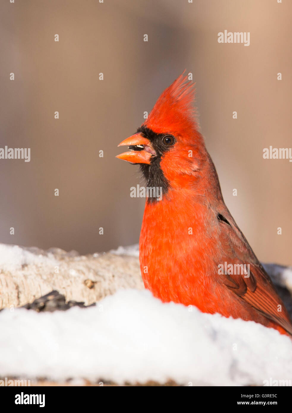 Male Northern Cardinal in winter Stock Photo - Alamy