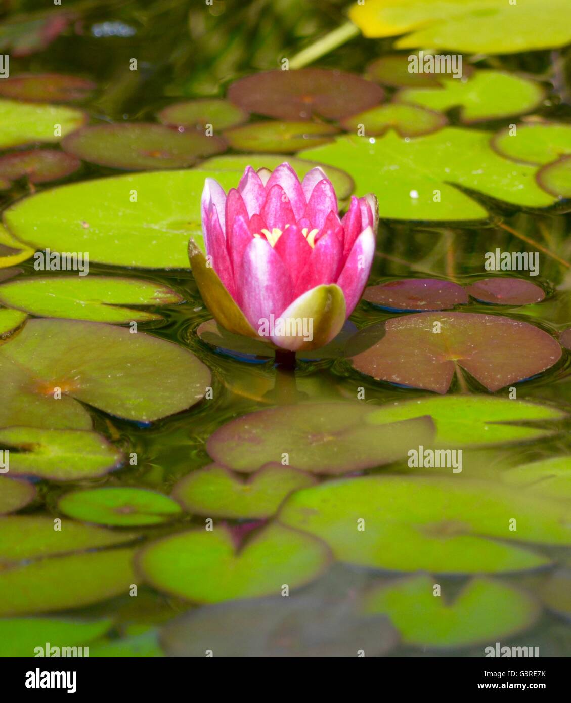 blooming water lily Stock Photo - Alamy