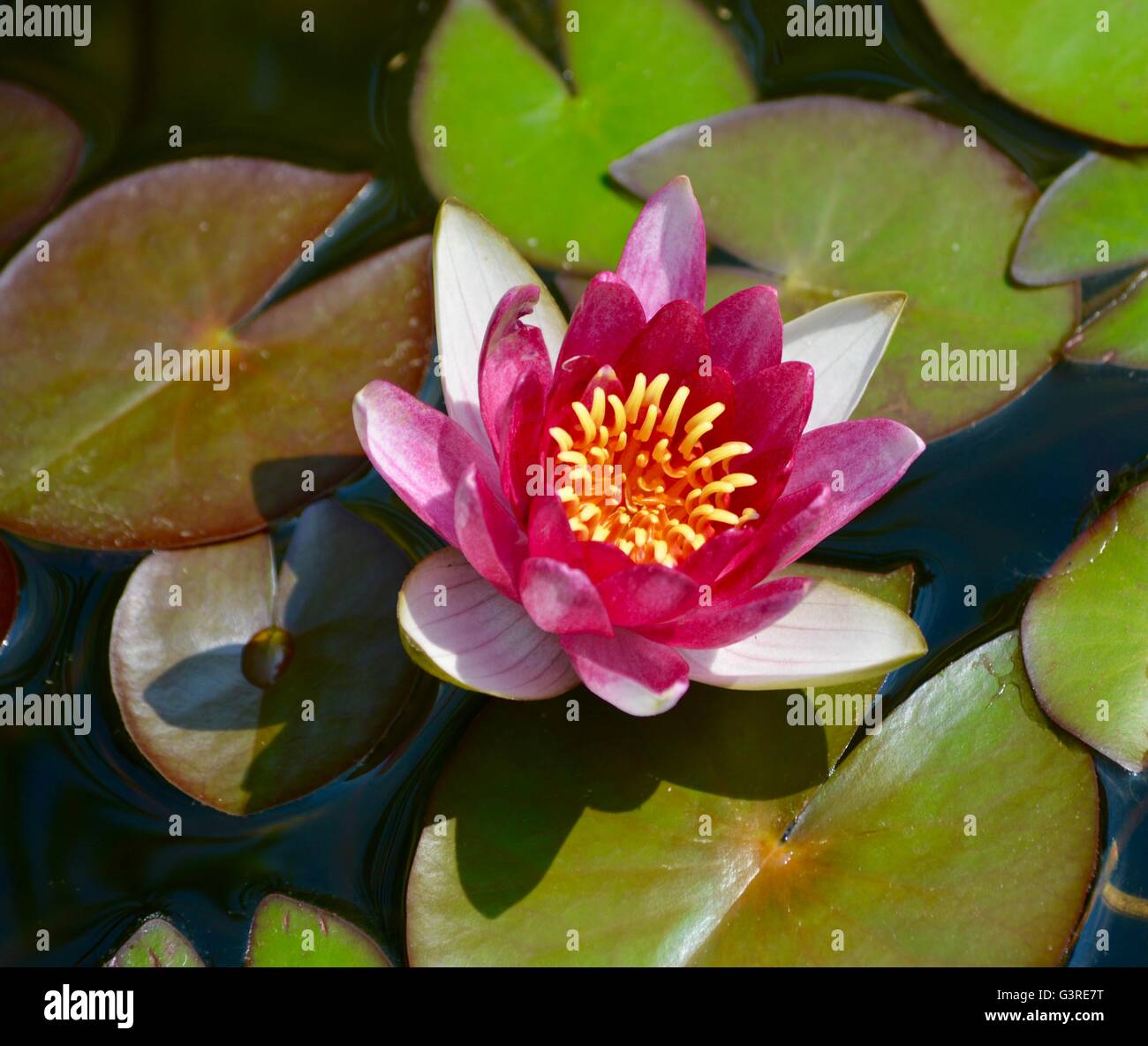 blooming water lily Stock Photo - Alamy