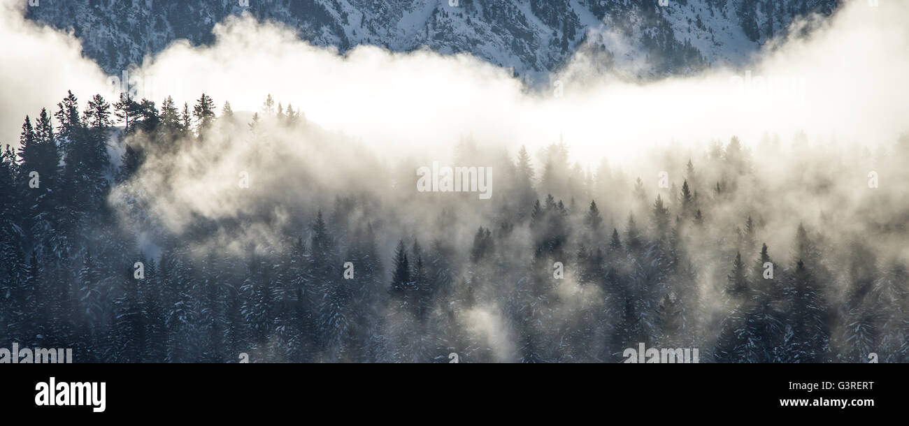 Entering forest hi-res stock photography and images - Alamy