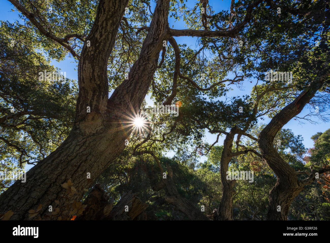 Sunstar through oak trees, Santa Cruz Island, Channel Islands National ...