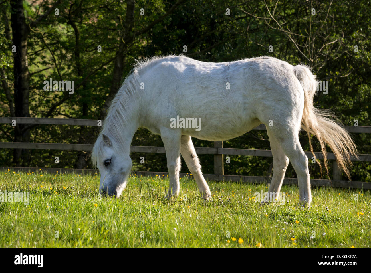 Cute little grey pony with head down grazing on a summer evening Stock ...