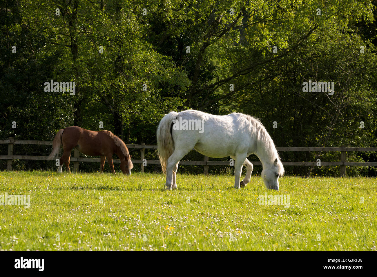 Two small ponies grazing in a field on a pleasant summer evening Stock ...