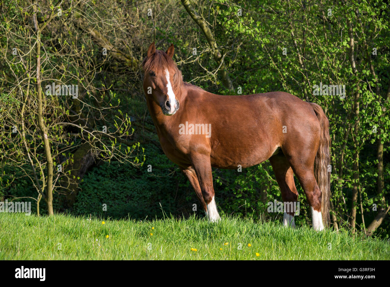 Standing pony hi-res stock photography and images - Alamy