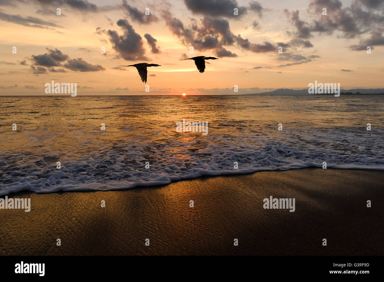 Ocean sunset birds is two birds flying silhouetted against a sunset sky ...