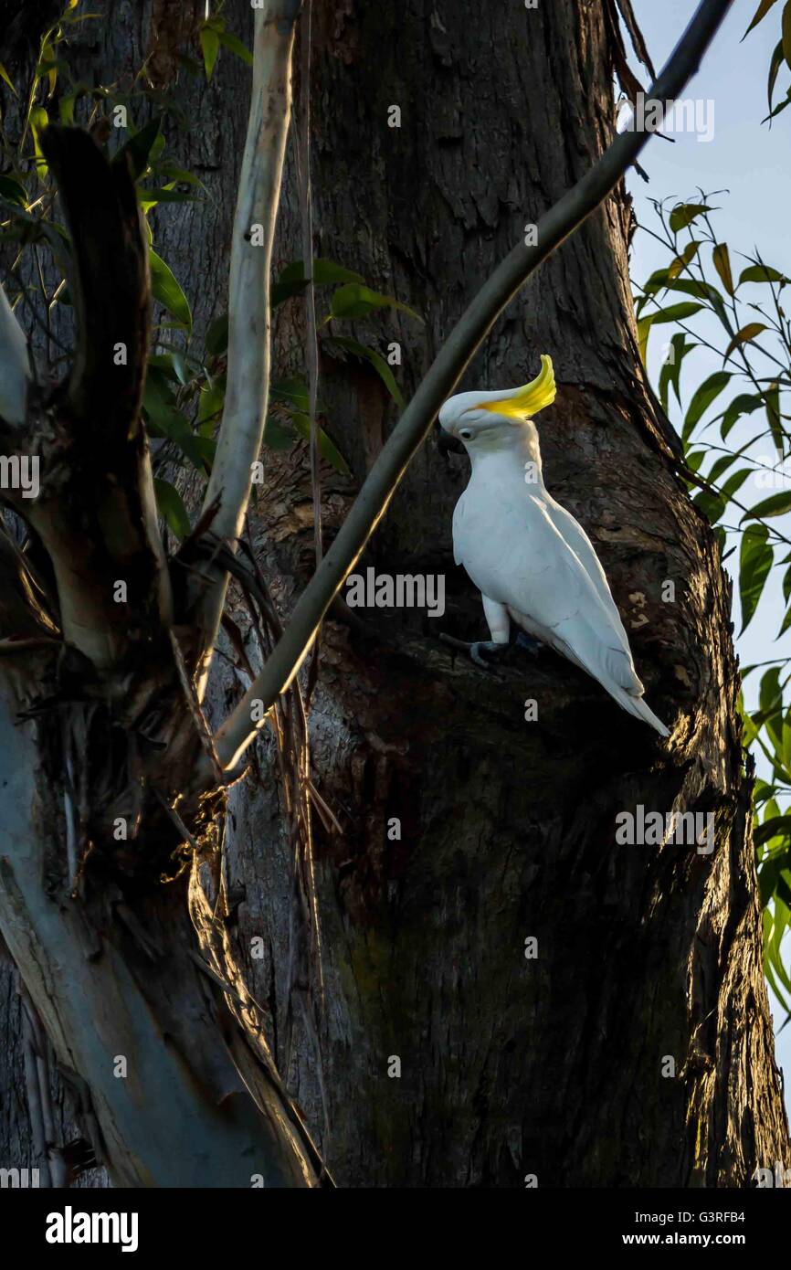 A Sulphur Crested Cockatoo in a tree in NSW, Australia Stock Photo - Alamy