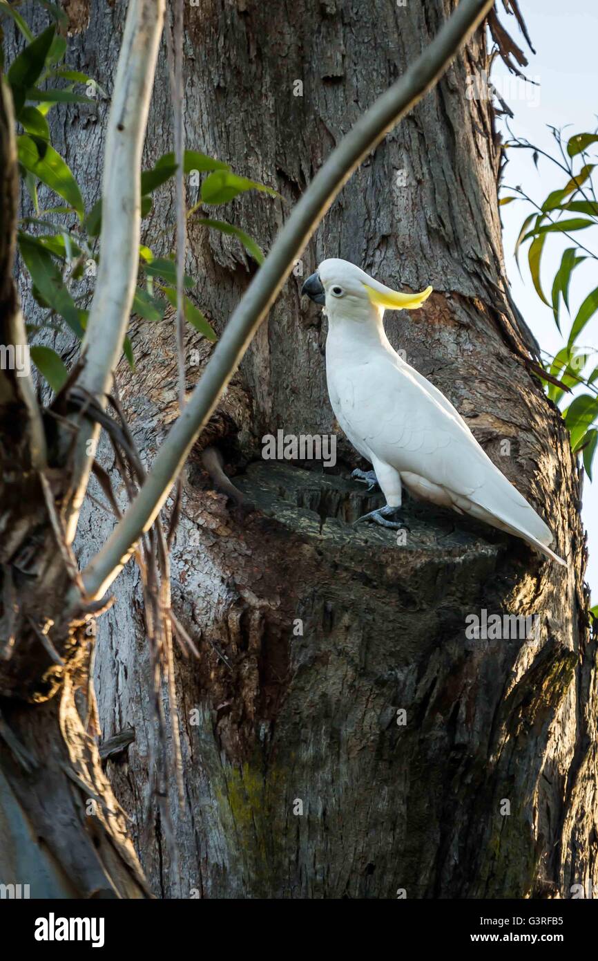 Cockatiel australia hi-res stock photography and images - Alamy