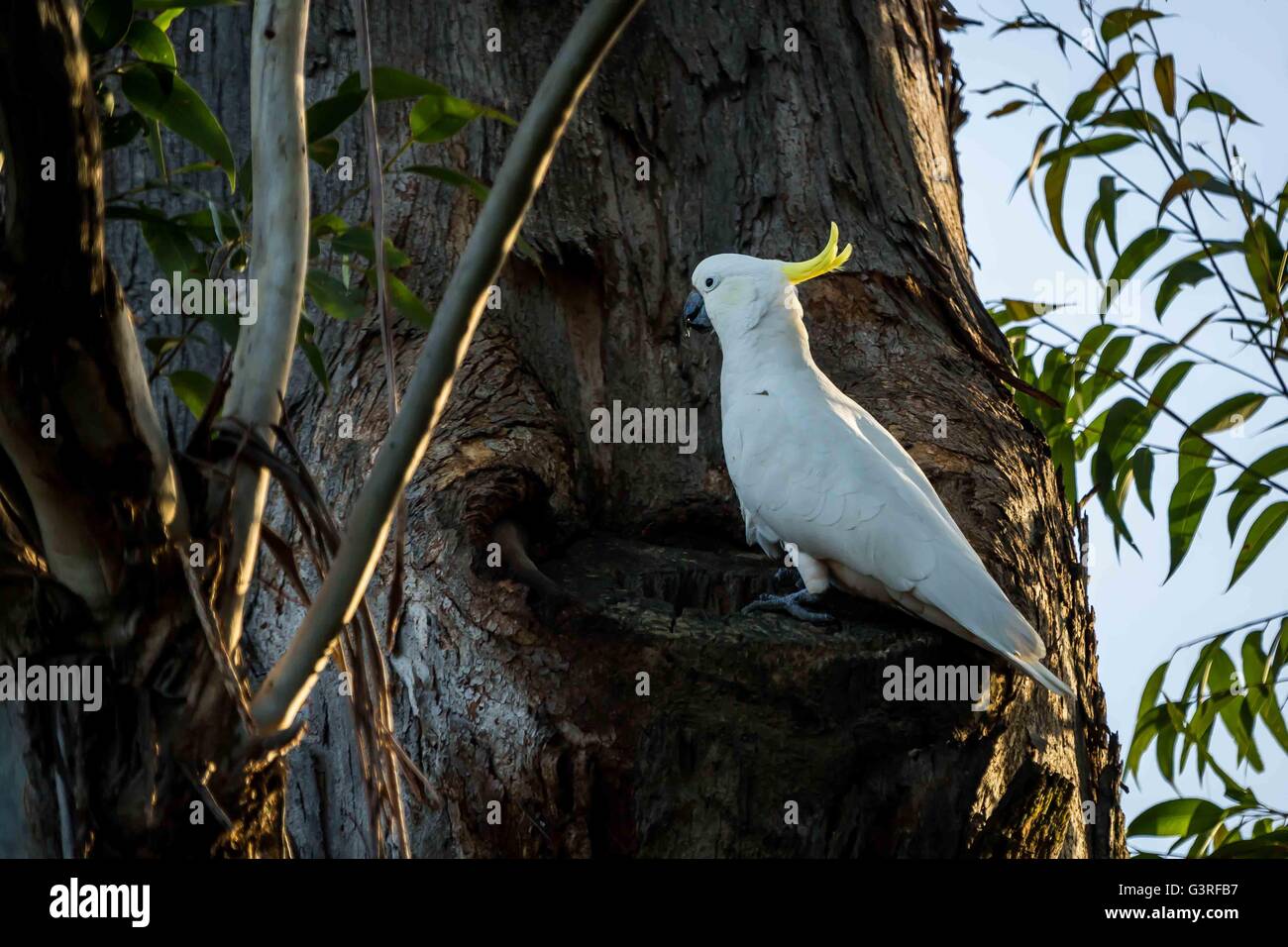 A Sulphur Crested Cockatoo in a tree in NSW, Australia Stock Photo - Alamy