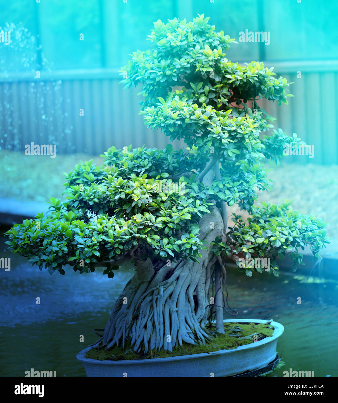 Beautiful trees water photos hi-res stock photography and images - Alamy