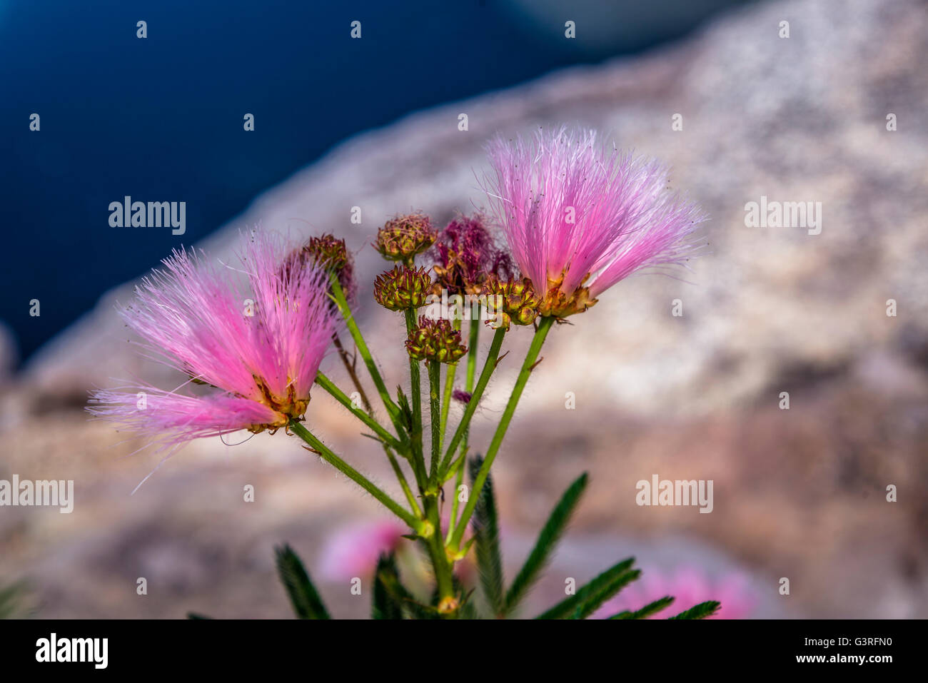 Calliandra hi-res stock photography and images - Alamy