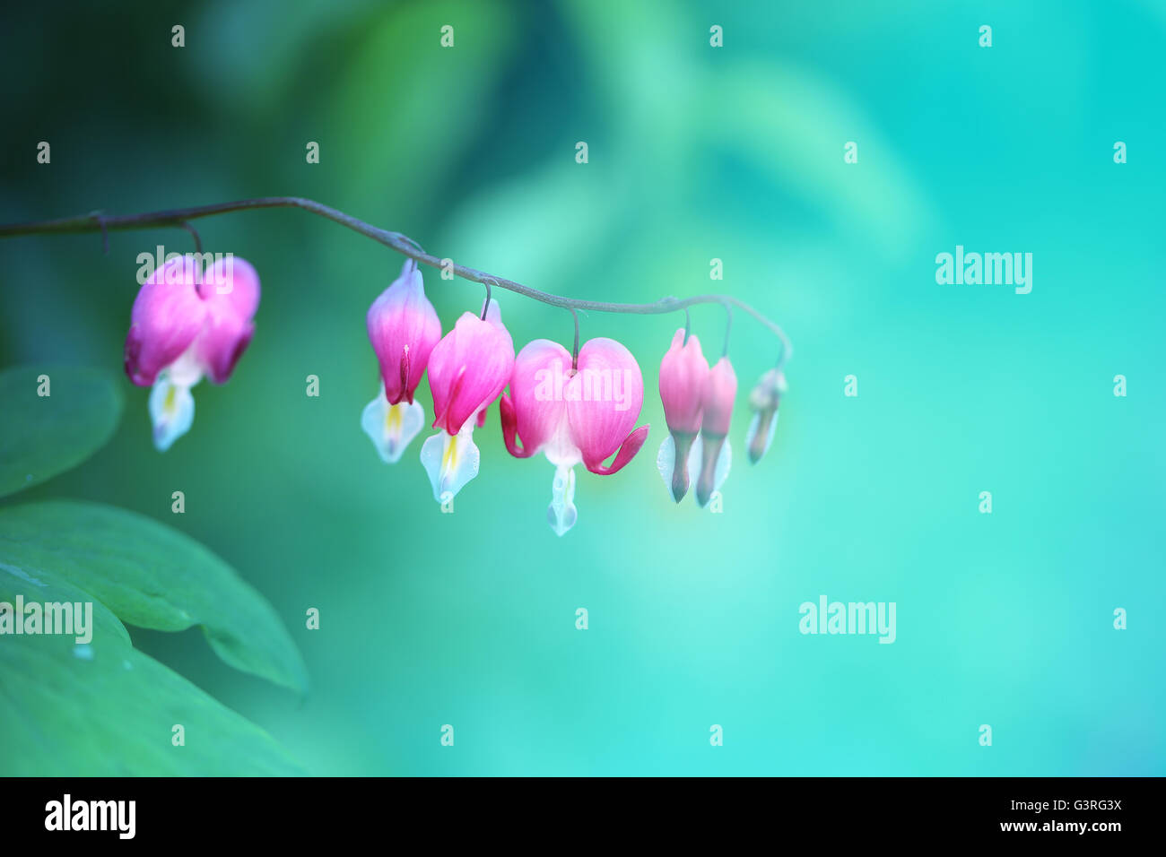 Photo of macro pink flowers spindle tree on green background Stock ...