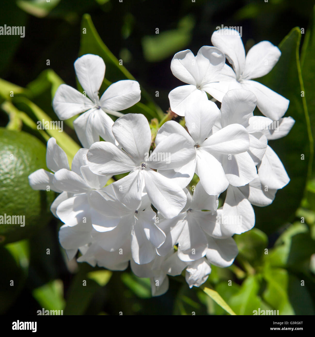 white Plumbago auriculata Lam. , widely known as Plumbago Capensis ...