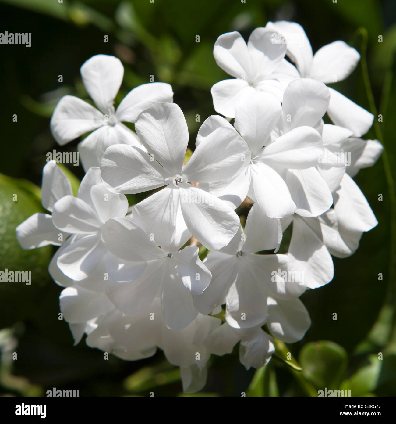 white Plumbago auriculata Lam. , widely known as Plumbago Capensis ...