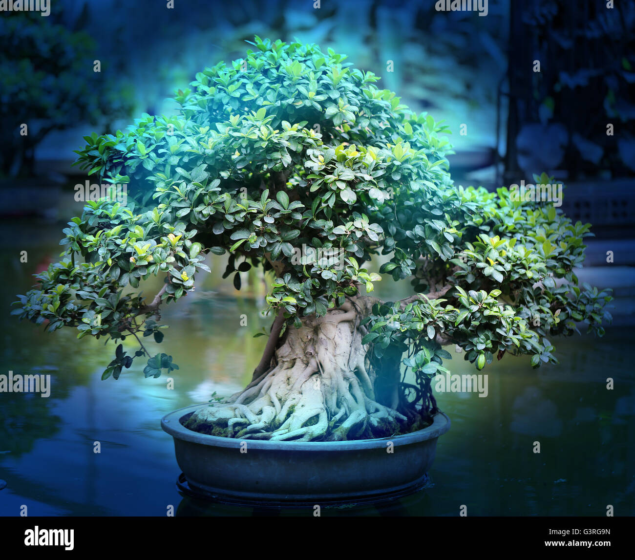 Beautiful trees water photos hi-res stock photography and images - Alamy