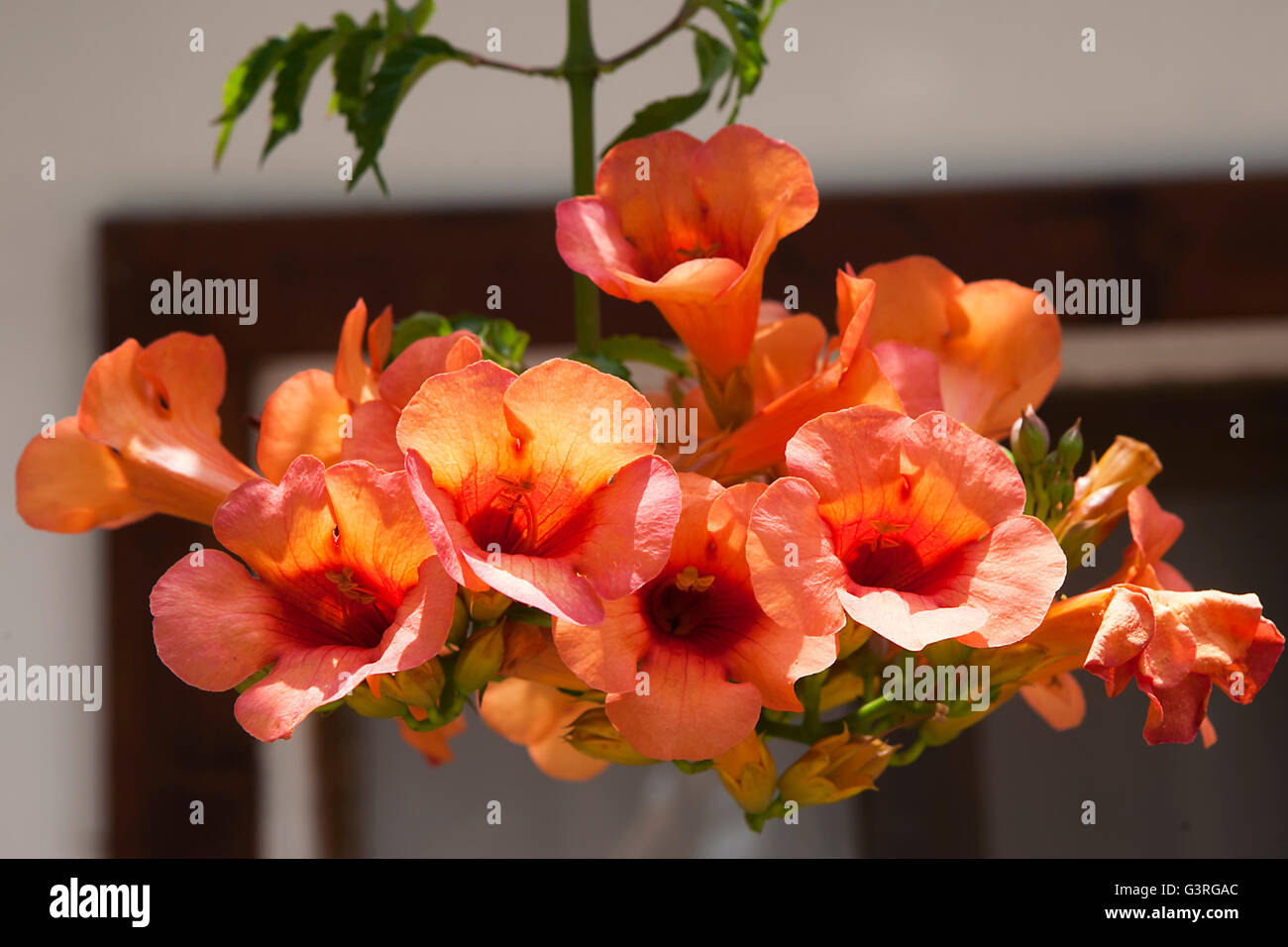 Beautiful red flowers of the trumpet vine or trumpet creeper (Campsis ...