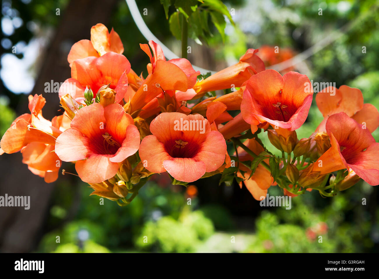 Beautiful red flowers of the trumpet vine or trumpet creeper (Campsis ...