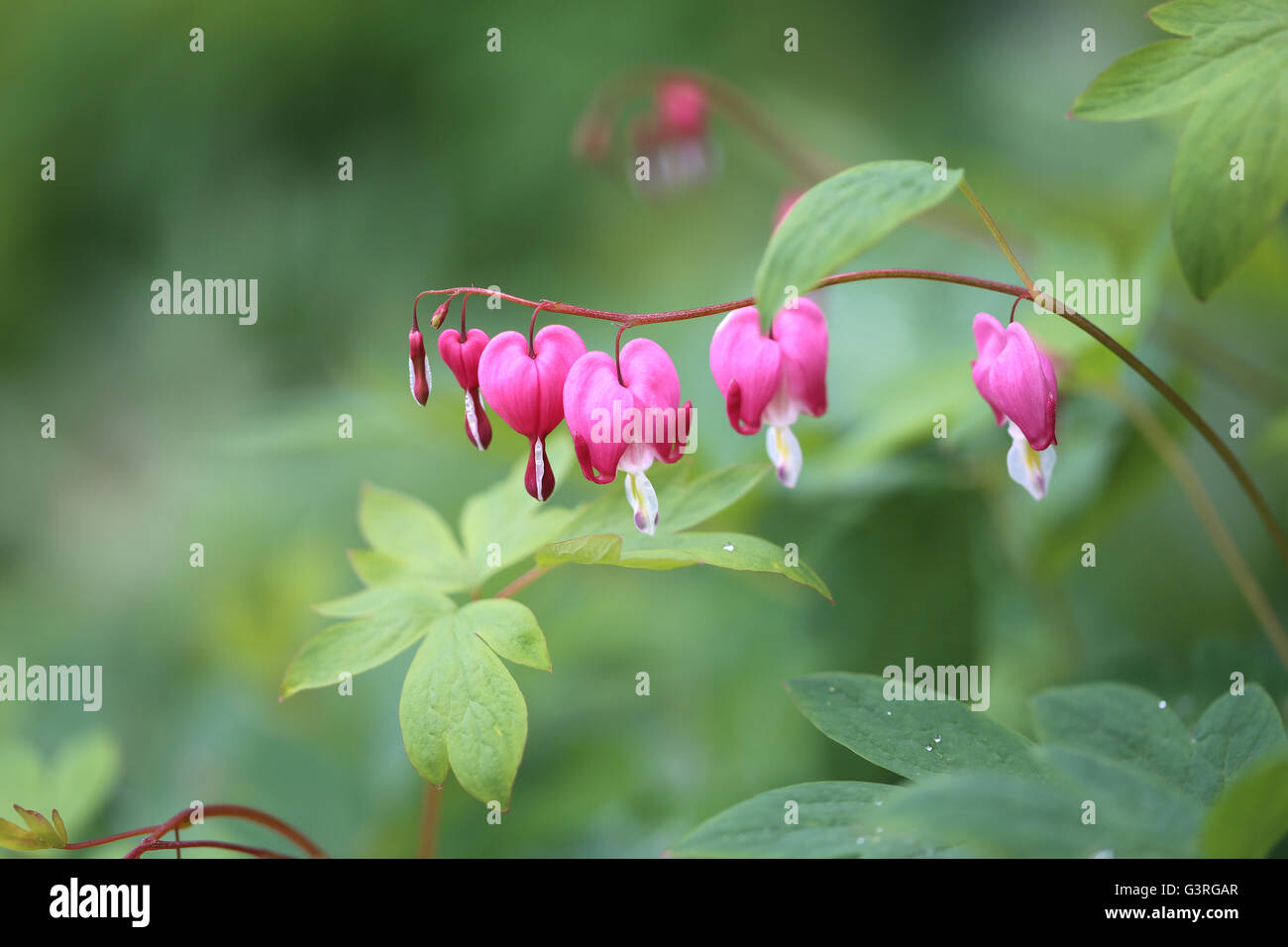 Photo of macro pink flowers spindle tree on green background Stock ...