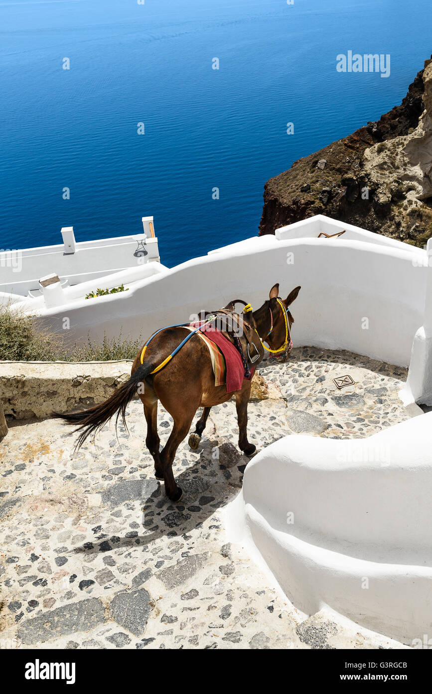 Donkey on stairs of santorini hi-res stock photography and images - Alamy