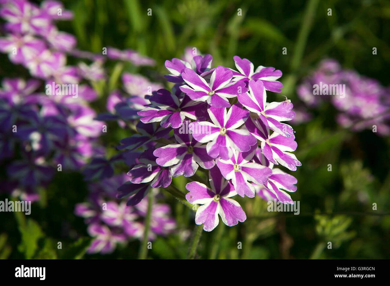 Perennial phlox (Phlox paniculata - Laura) growing in a sunny garden ...