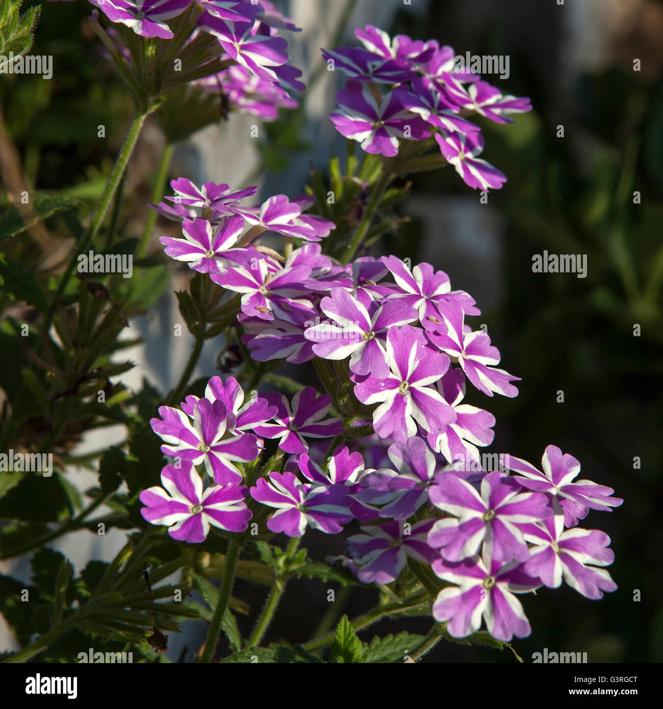 Perennial phlox (Phlox paniculata - Laura) growing in a sunny garden ...
