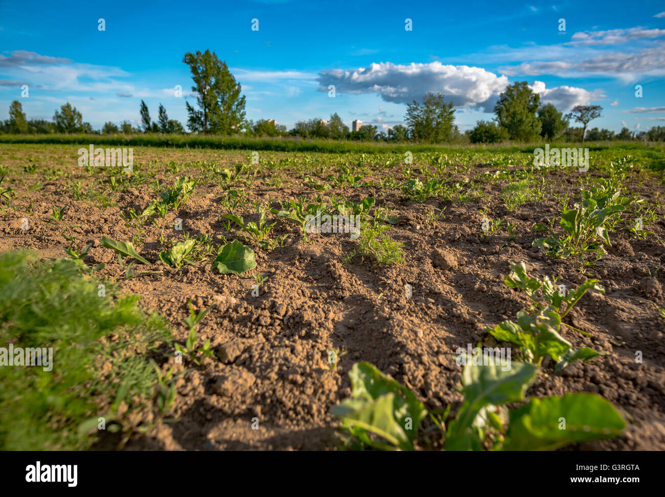 Cultivated land in a rural landscape in spring Stock Photo - Alamy