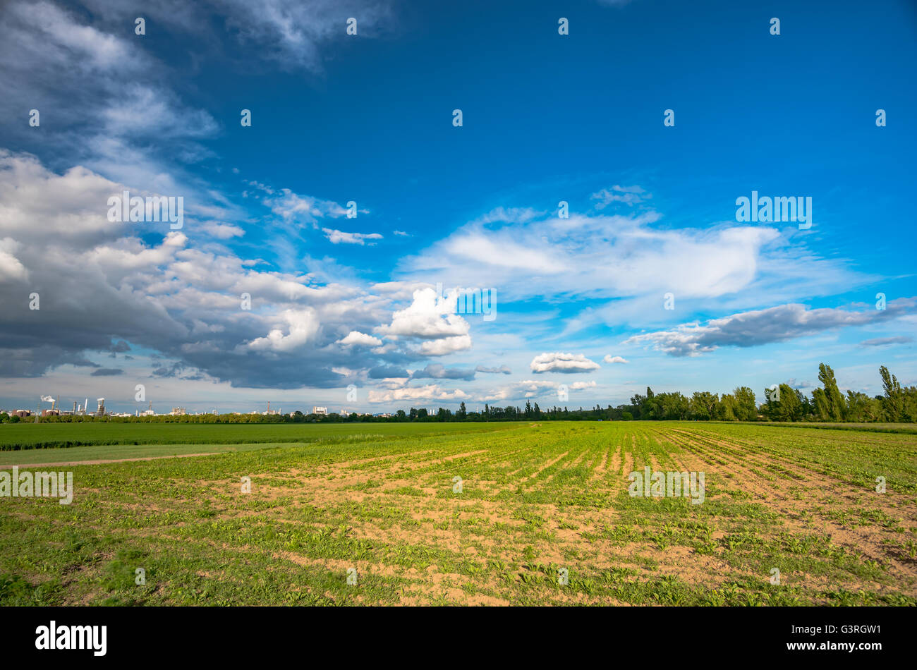 field of green fresh salad and idustrial background Stock Photo - Alamy