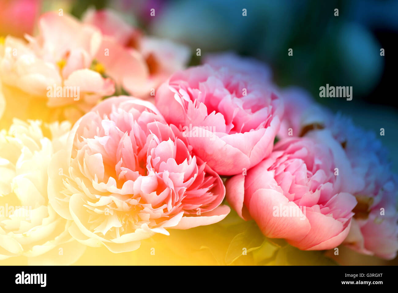 Photo interesting beautiful peonies in a summer park Stock Photo - Alamy