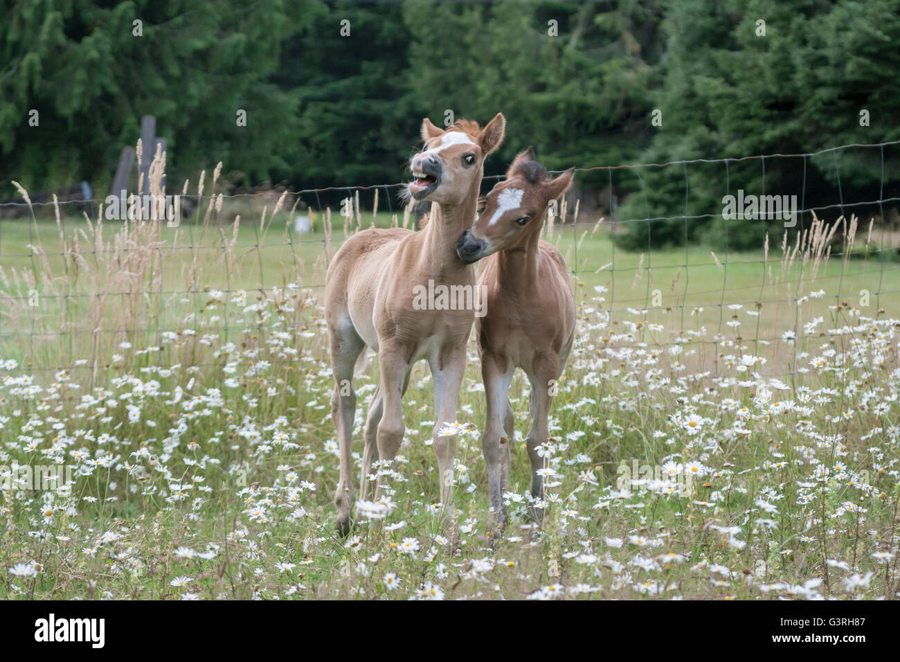 Pony play hi-res stock photography and images - Alamy
