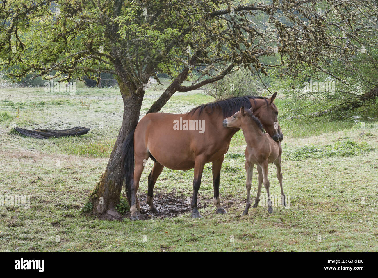 Welsh pony farm hi-res stock photography and images - Alamy