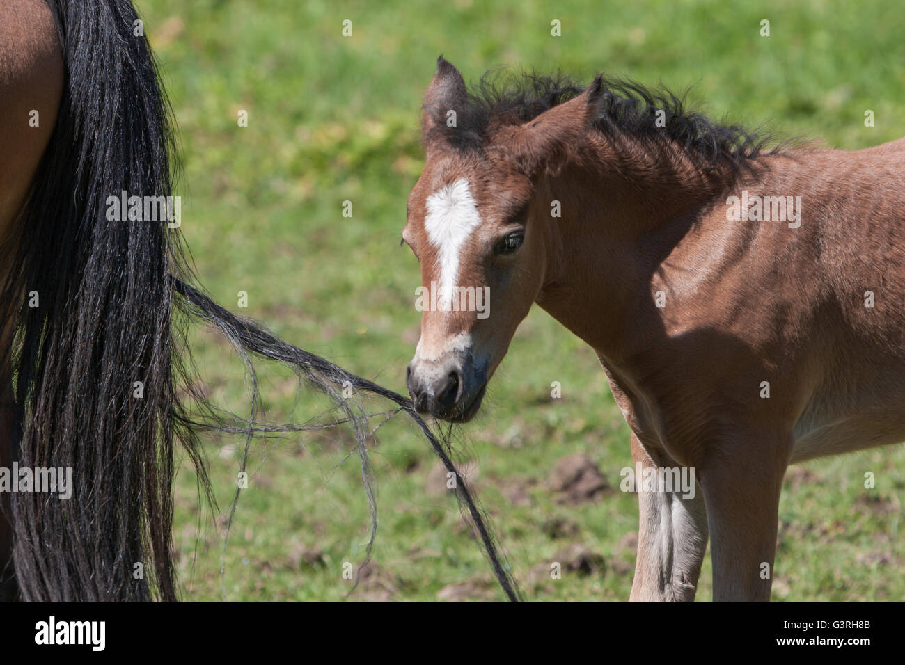 Baby pony hi-res stock photography and images - Alamy