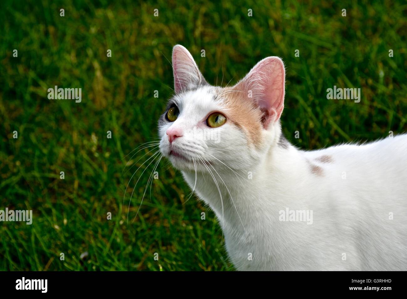 A beautiful white cat playing outside on a warm summer day Stock Photo ...
