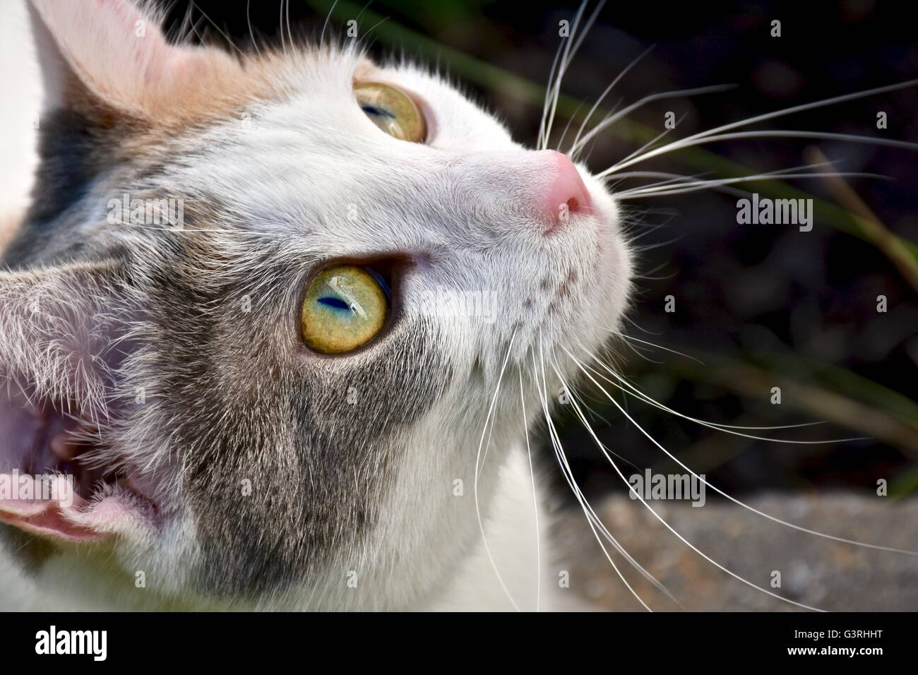 A beautiful white cat playing outside on a warm summer day Stock Photo ...