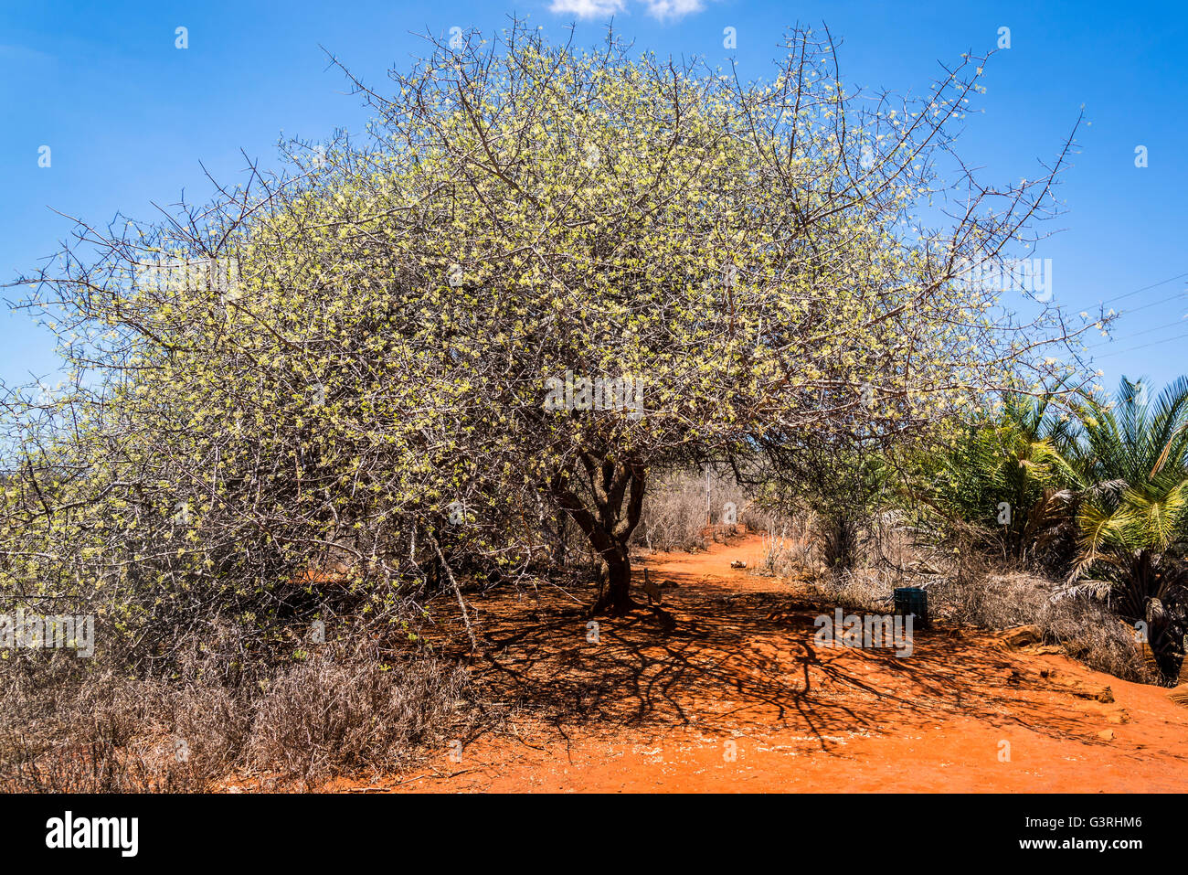 Brazil national tree hi-res stock photography and images - Alamy