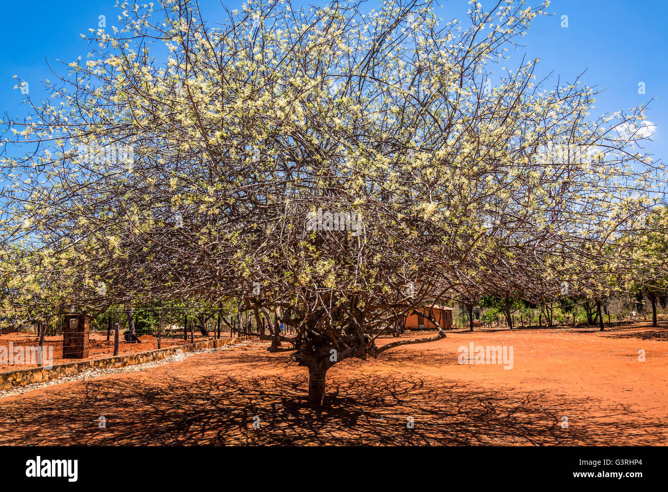 Coloring Pages Of Brazils National Tree