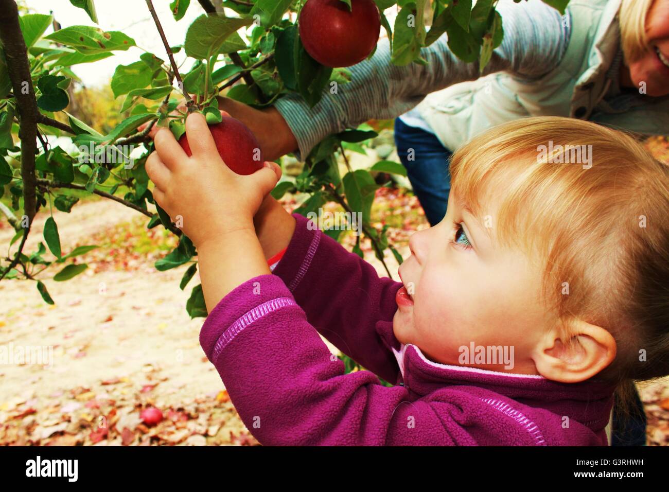 Child picking apple hi-res stock photography and images - Alamy