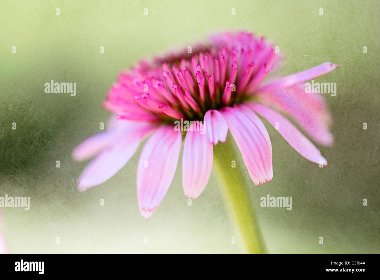 Soft textured blooms hi-res stock photography and images - Alamy