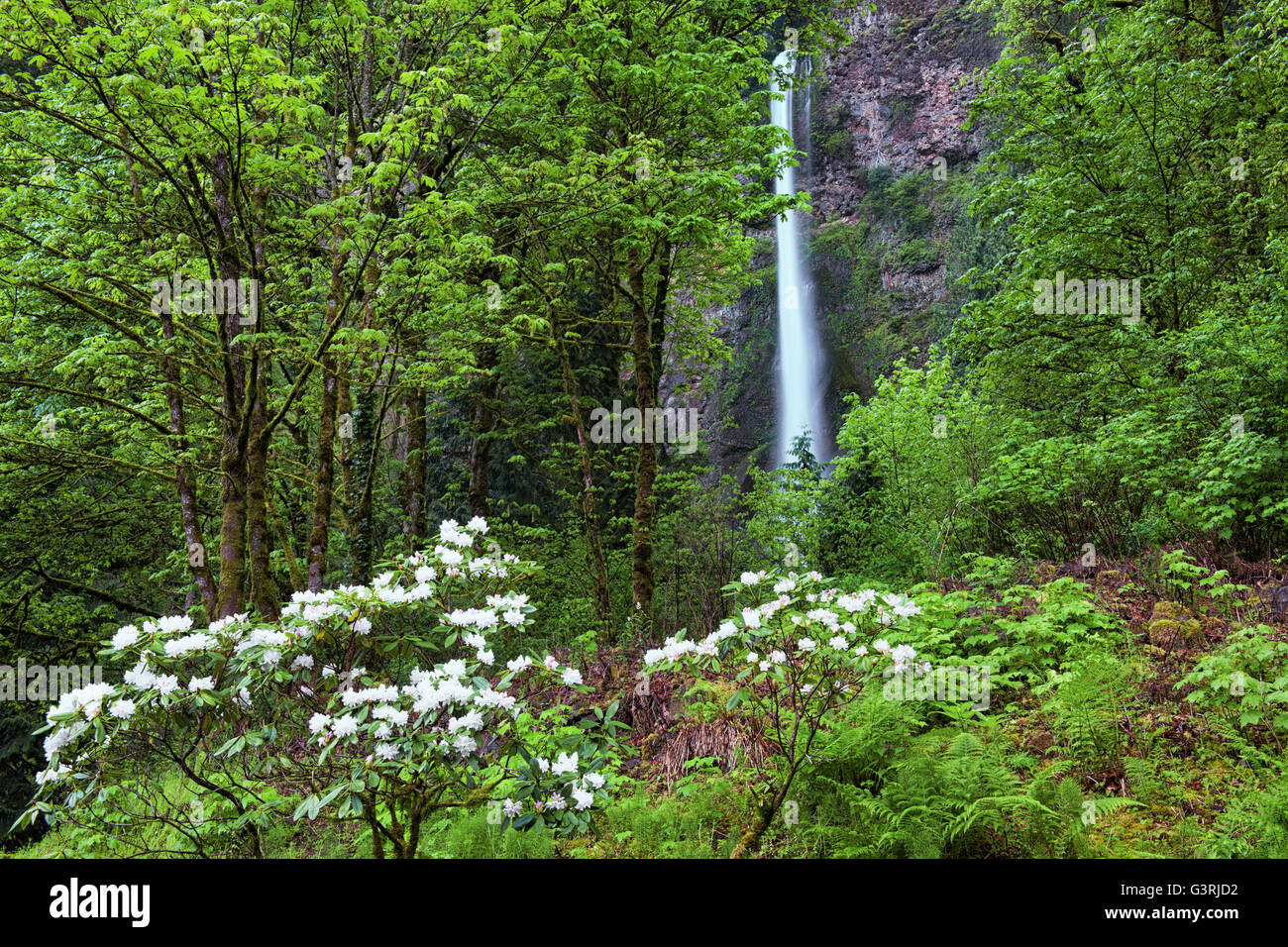 Spring bloom of rhododendrons at the base of Oregon’s tallest waterfall ...