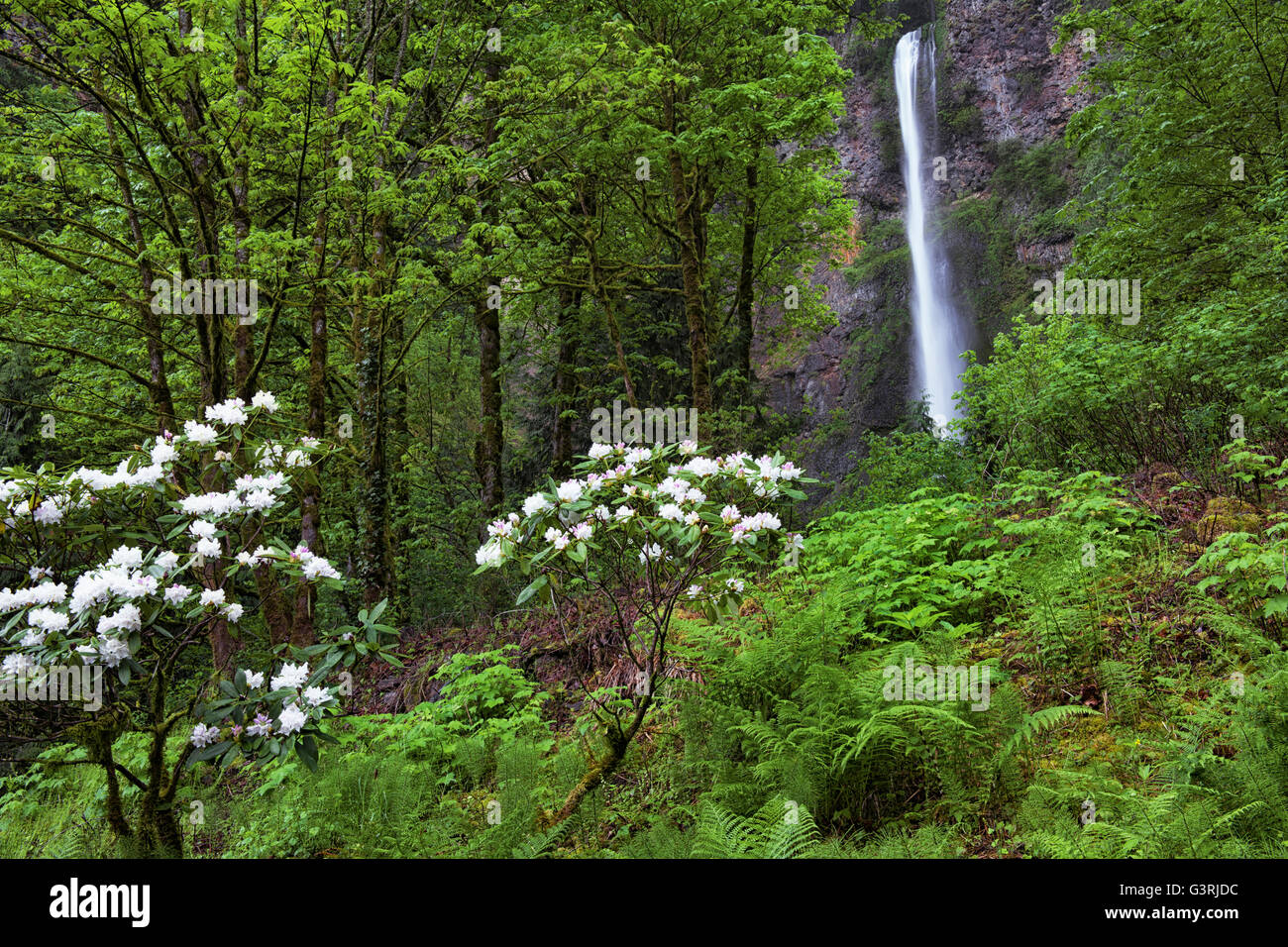 Spring bloom of rhododendrons at the base of Oregon’s tallest waterfall ...