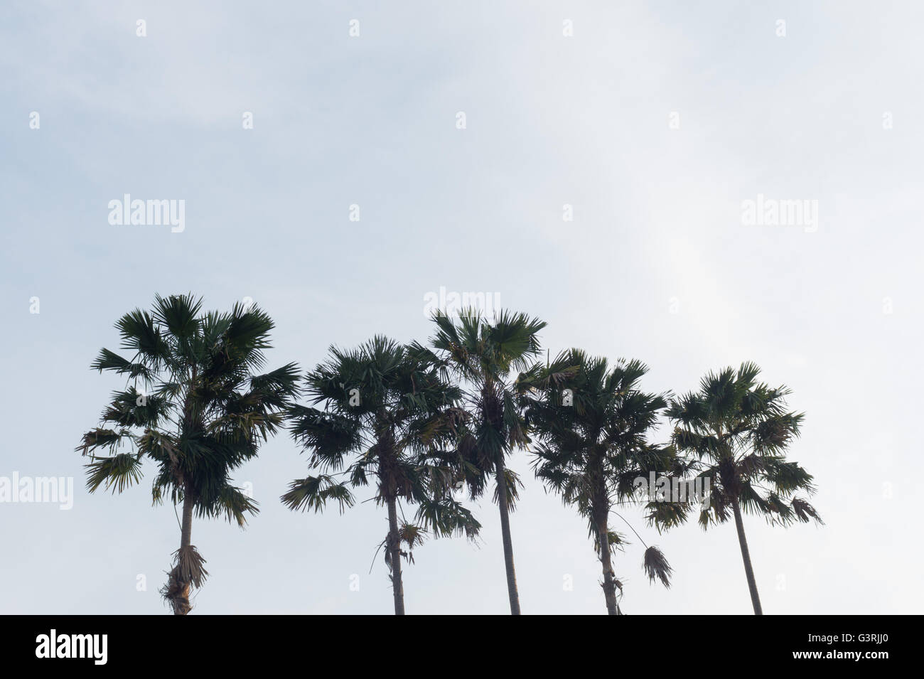 Natural Palm Tree with it's branch and leaves facing blue sky Stock ...