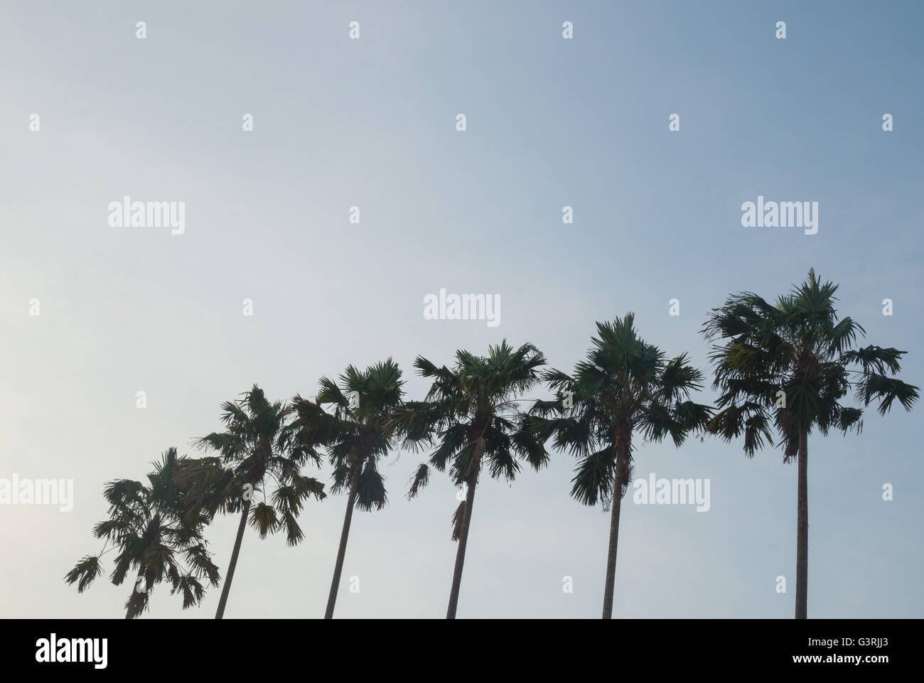 Natural Palm Tree with it's branch and leaves facing blue sky Stock ...