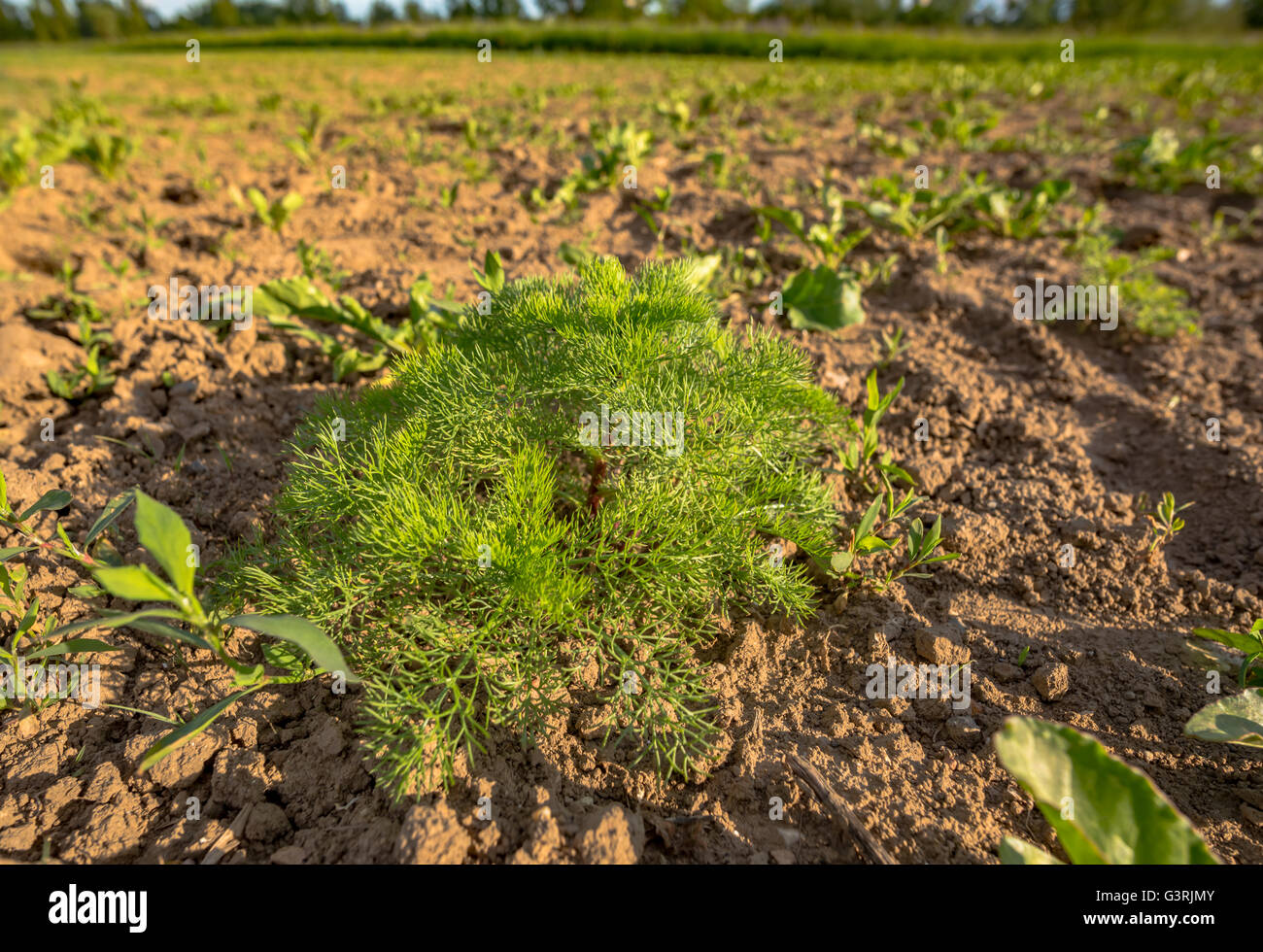 Cultivated land in a rural landscape in spring Stock Photo - Alamy