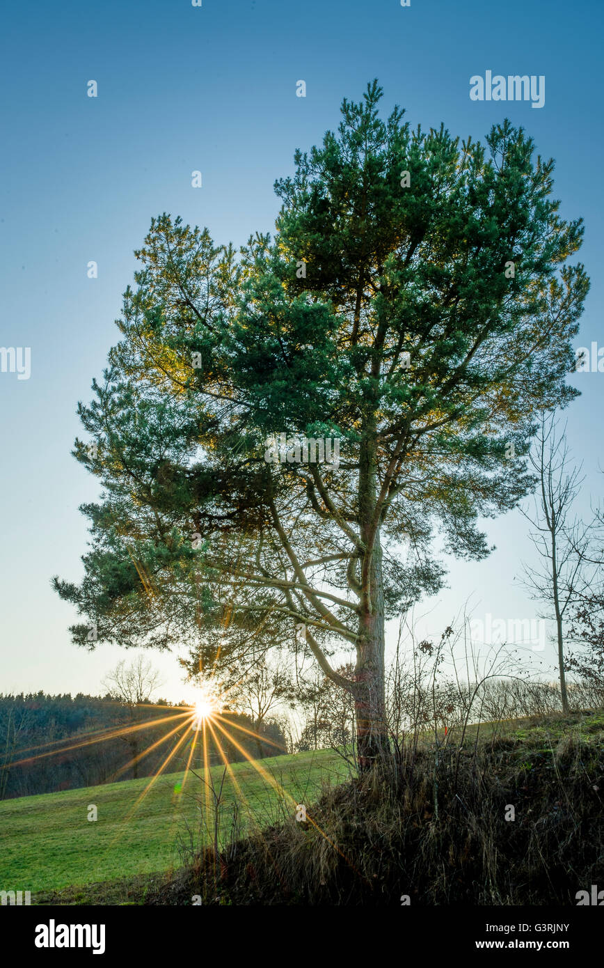 Individual tree hi-res stock photography and images - Alamy