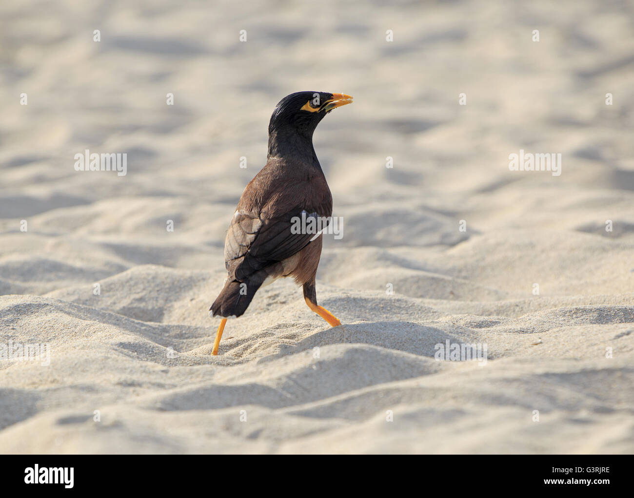 Common myna hi-res stock photography and images - Alamy