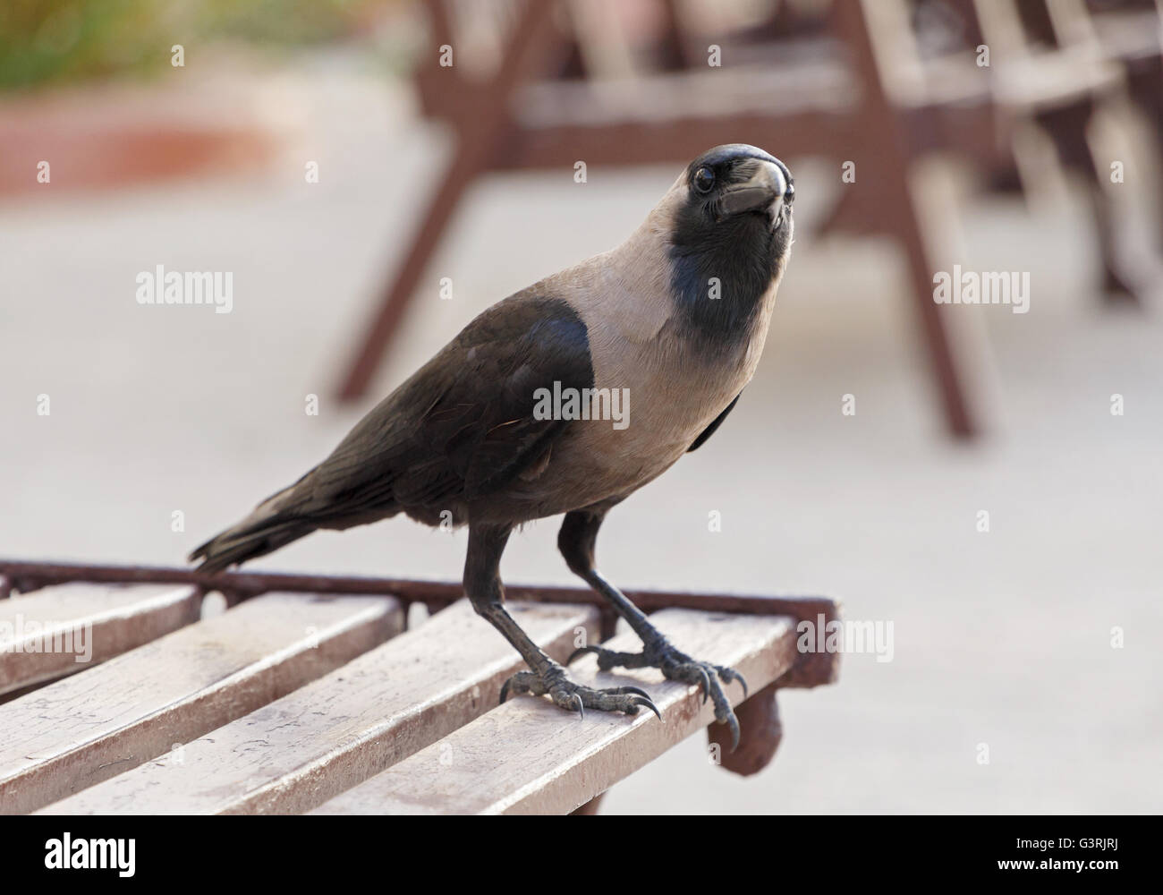 house crow sitting on table Stock Photo - Alamy